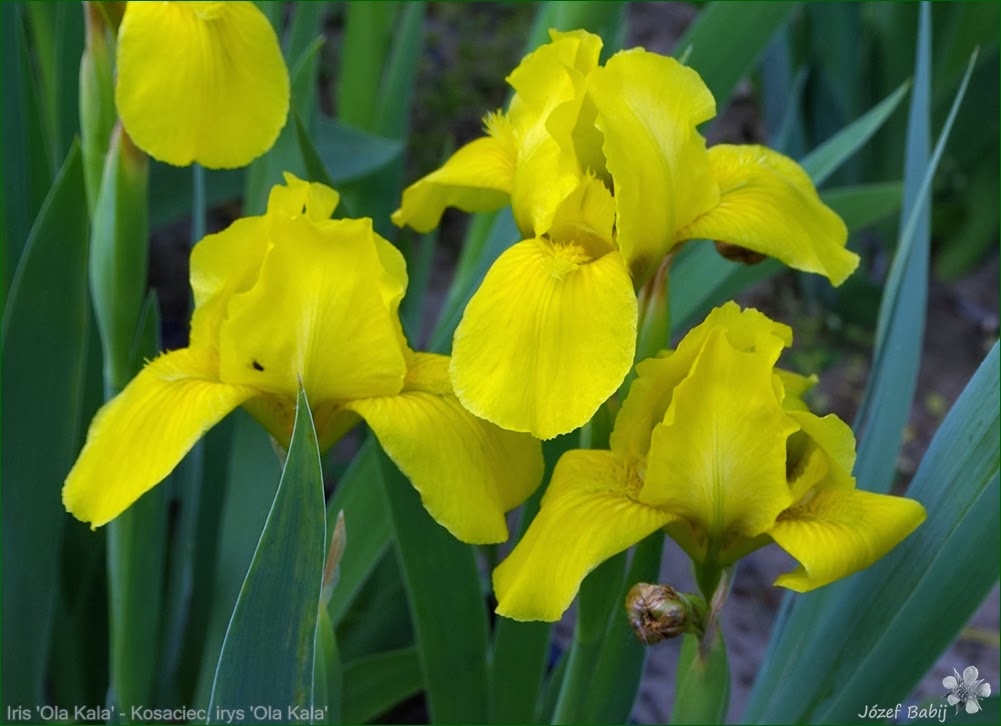 Plant Gallery - Encyklopedia Roślin: Iris 'Ola Kala' - Kosaciec, irys ...