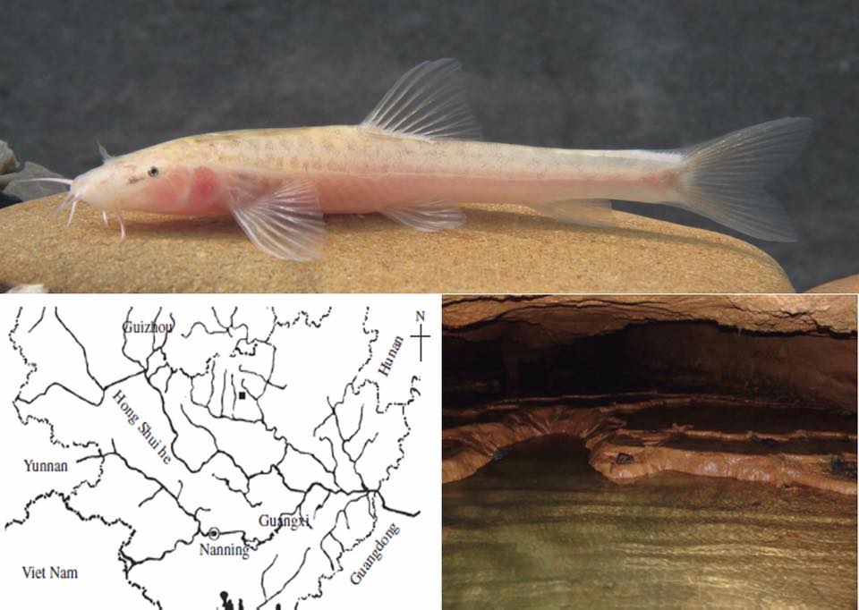 Species New to Science: [Ichthyology • 2017] Triplophysa luochengensis ...
