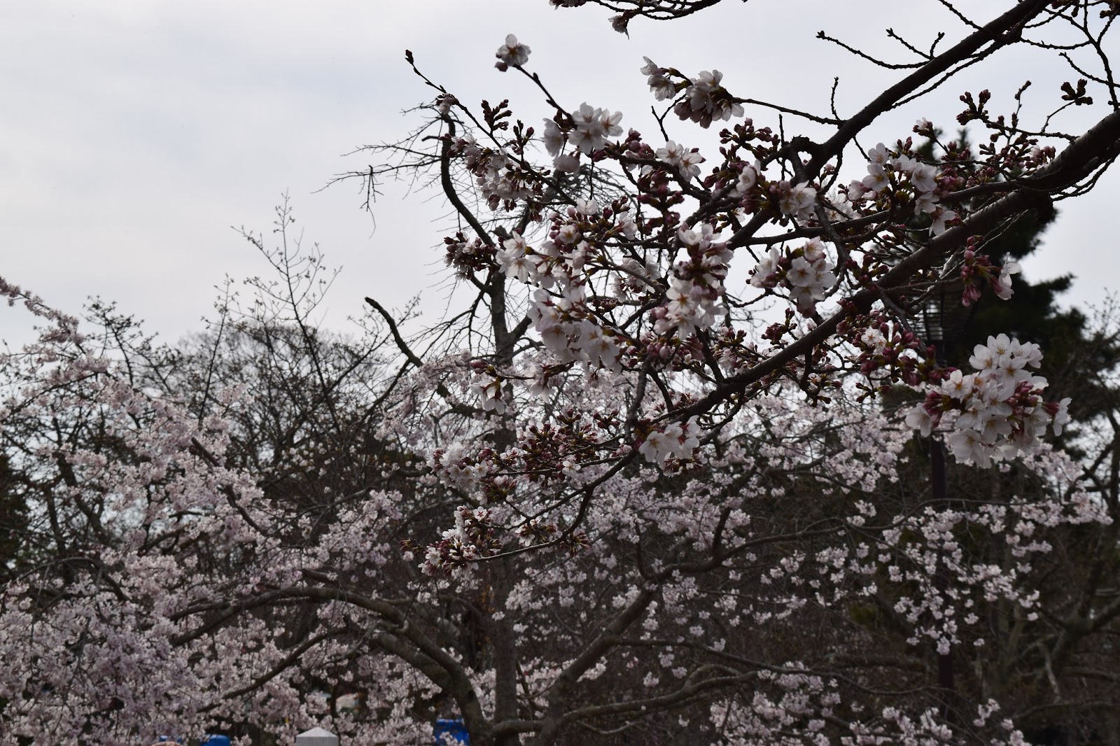 Kyoto: Higashiyama and Hanami | Candyfloss Overkill