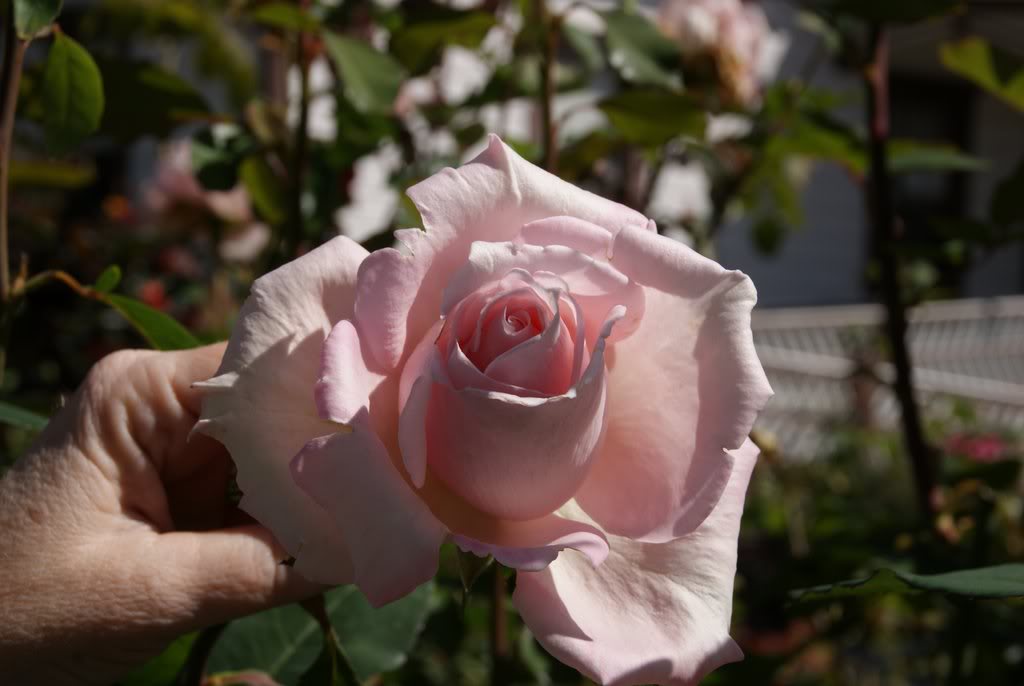 Ichabod, The Glory Has Departed: Let's Get Serious about Good Roses