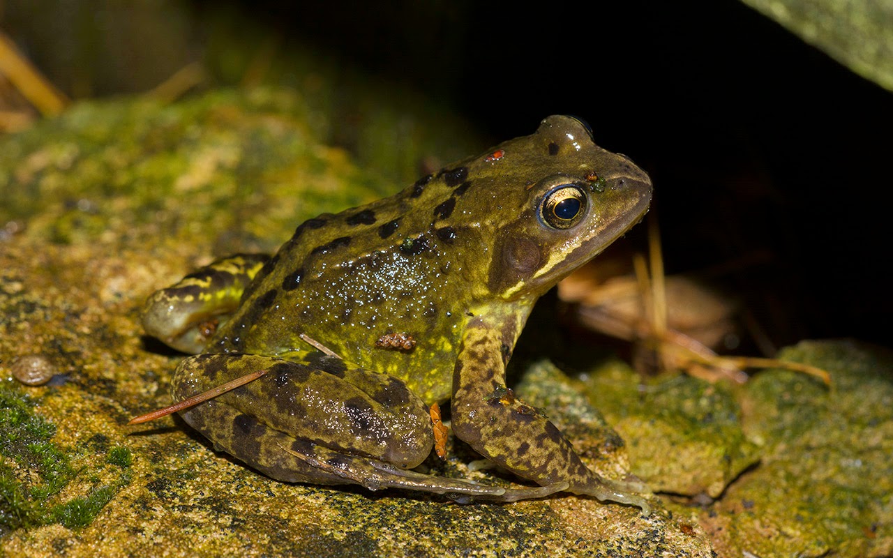 Yorkshire Field Herping and Wildlife Photography: Beeping Toads
