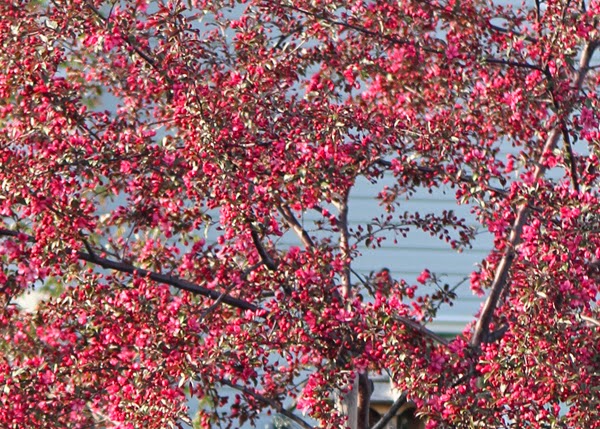 VW Garden: 'Royal Raindrops' Crabapple Photos