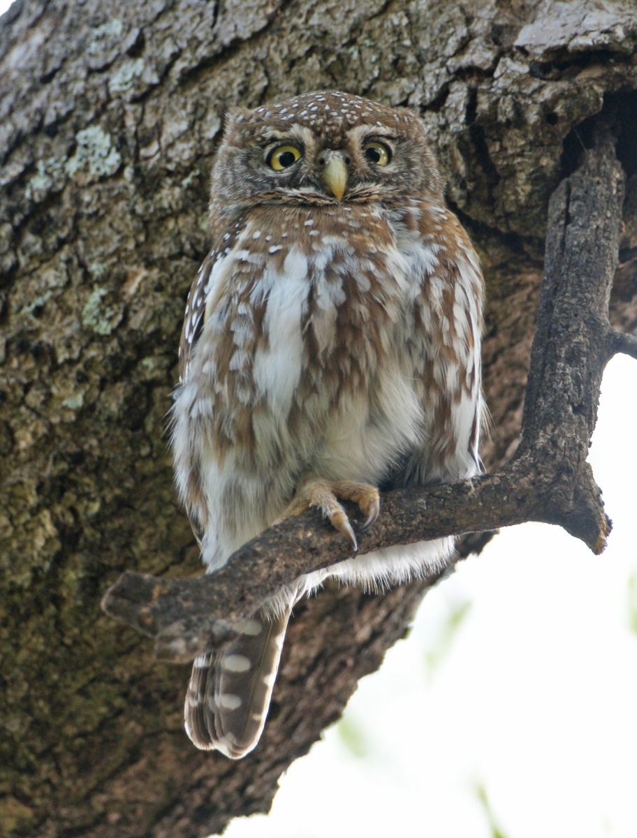 Africa Travel Diary: Gomo Gomo to Kruger National Park