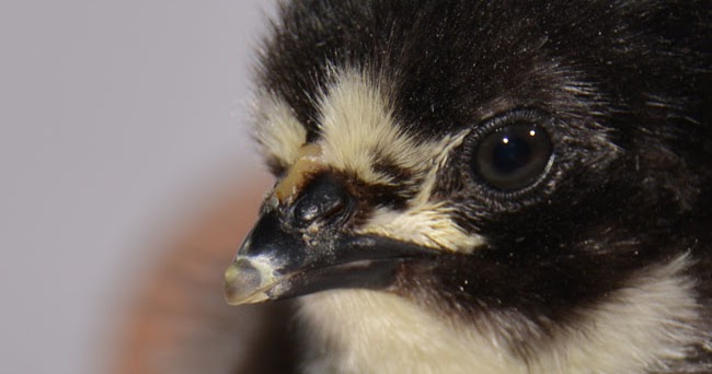 e-ornithes: Το δόντι των νεοσσών