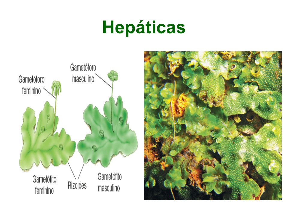 Briófitas: Hepáticas. | Biologia: A ciência da vida