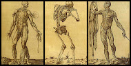 ANATOMÍA HUMANA: anatomia general U.A.L.wmv