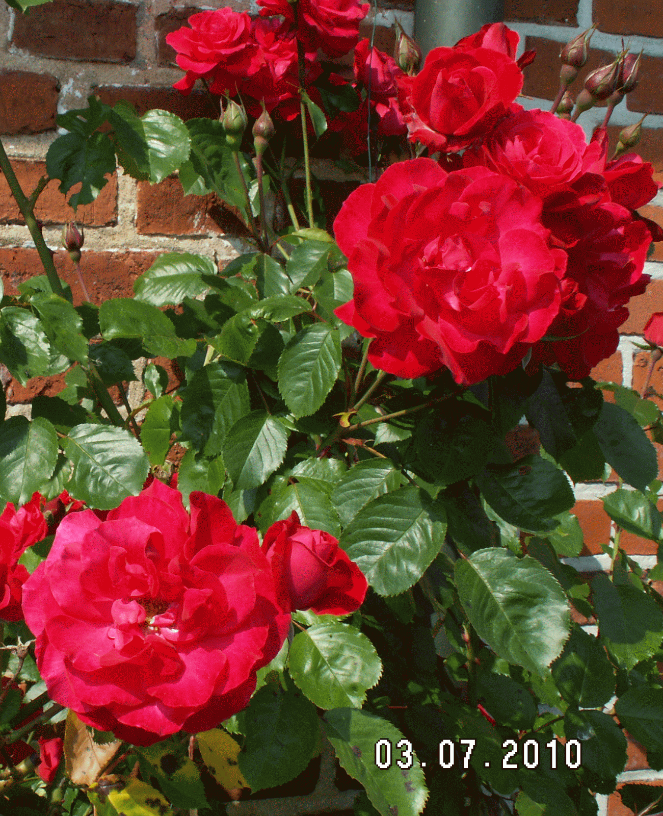 Kaktukset: Kaktussymboliikkaa