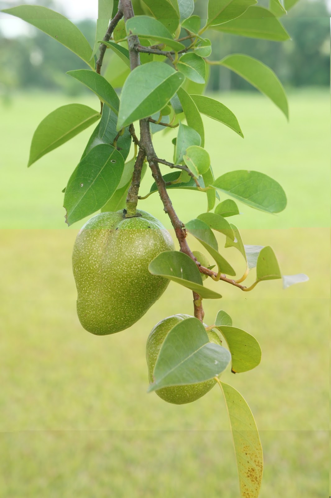 Riverine Parks: Pond Apple (Annona glabra)