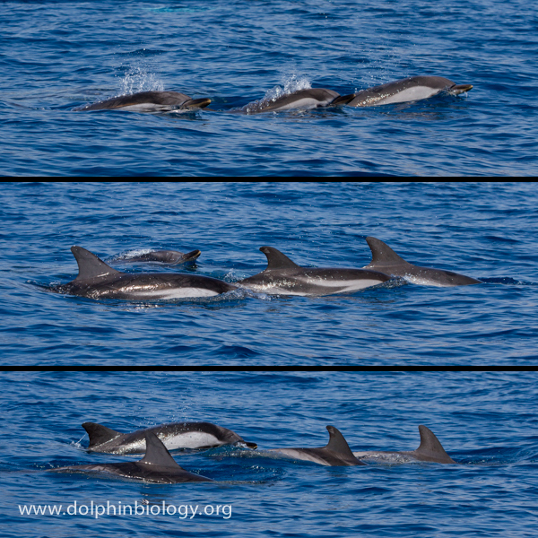Dolphin Biology and Conservation: Perfect setting