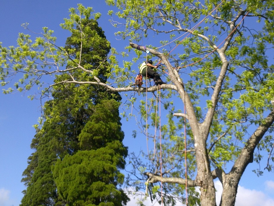 How to get best tree lopping and trimming services in Northen Suburbs ...