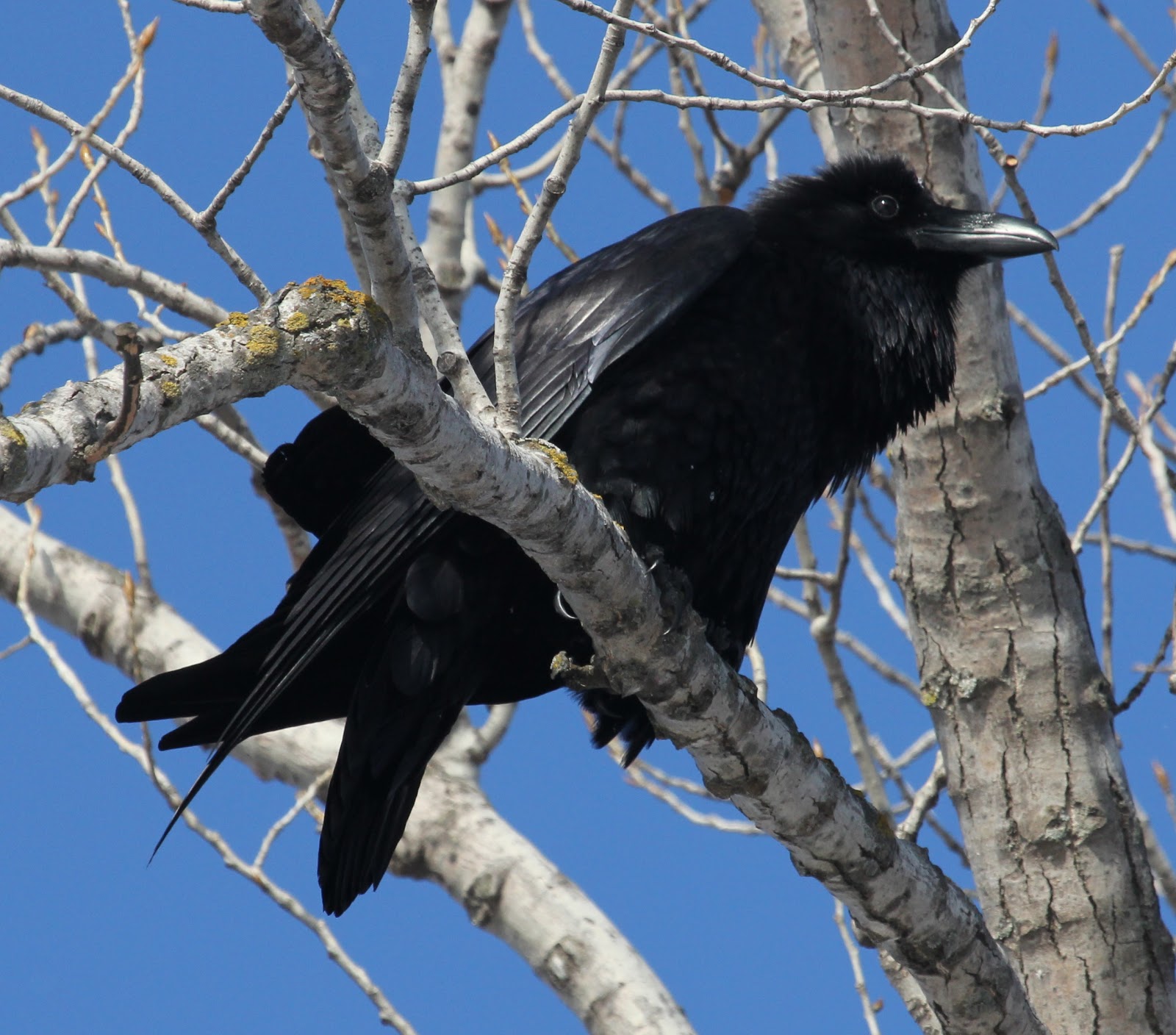 Washington County Raven