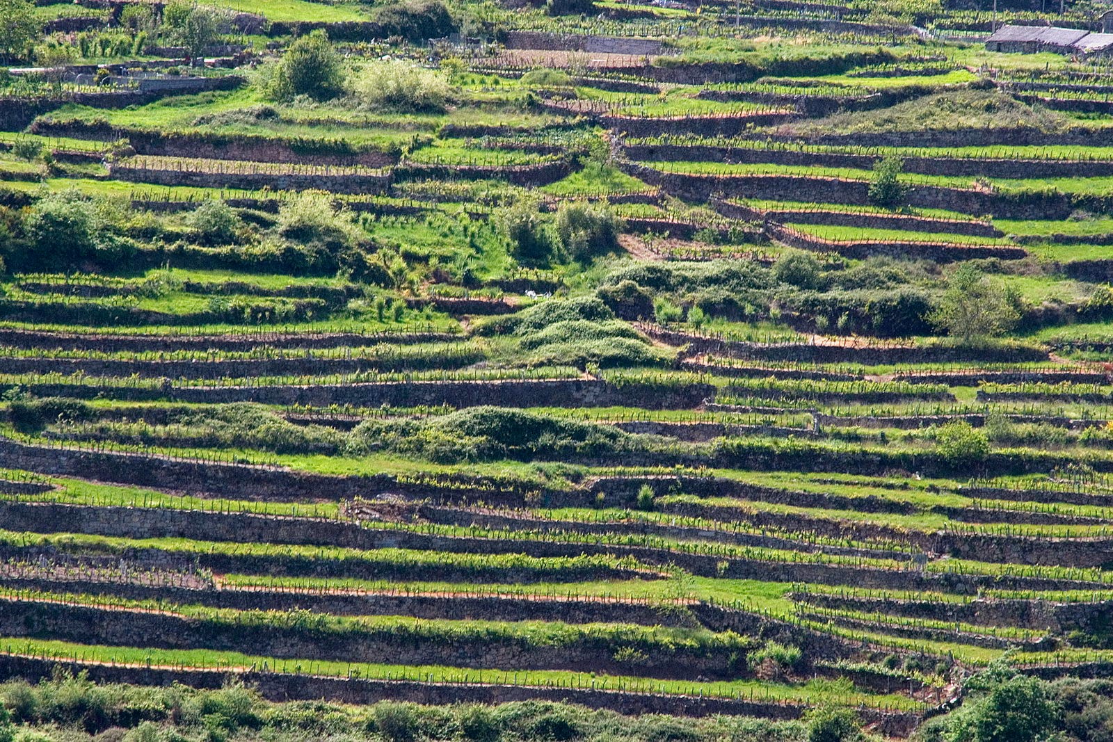 OBJETOR DEL CRECIMIENTO Y EL DESARROLLO: CUESTIONES DE ACTUALIDAD.