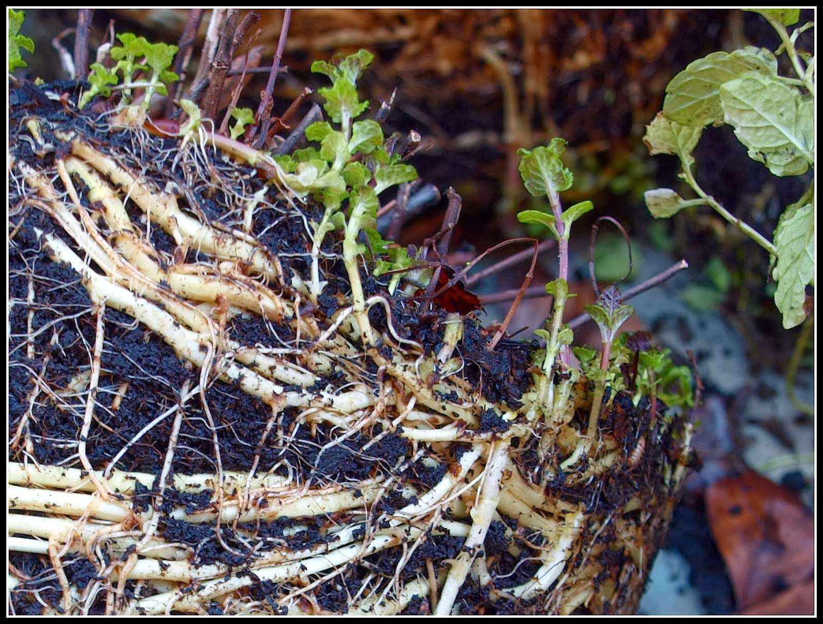 Mark's Veg Plot: Re-potting Mint
