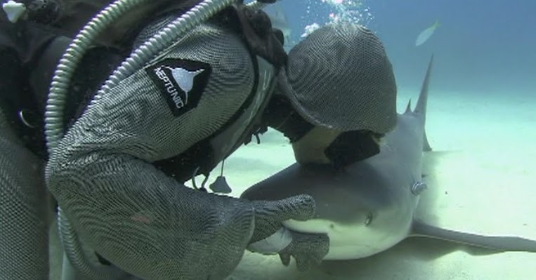 Marina Gottlieb Sarles: Sharks, Novels and Nature