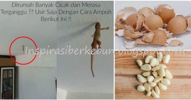 Cara Mudah Mengusir Cicak Dari Rumah - Inspirasi Berkebun