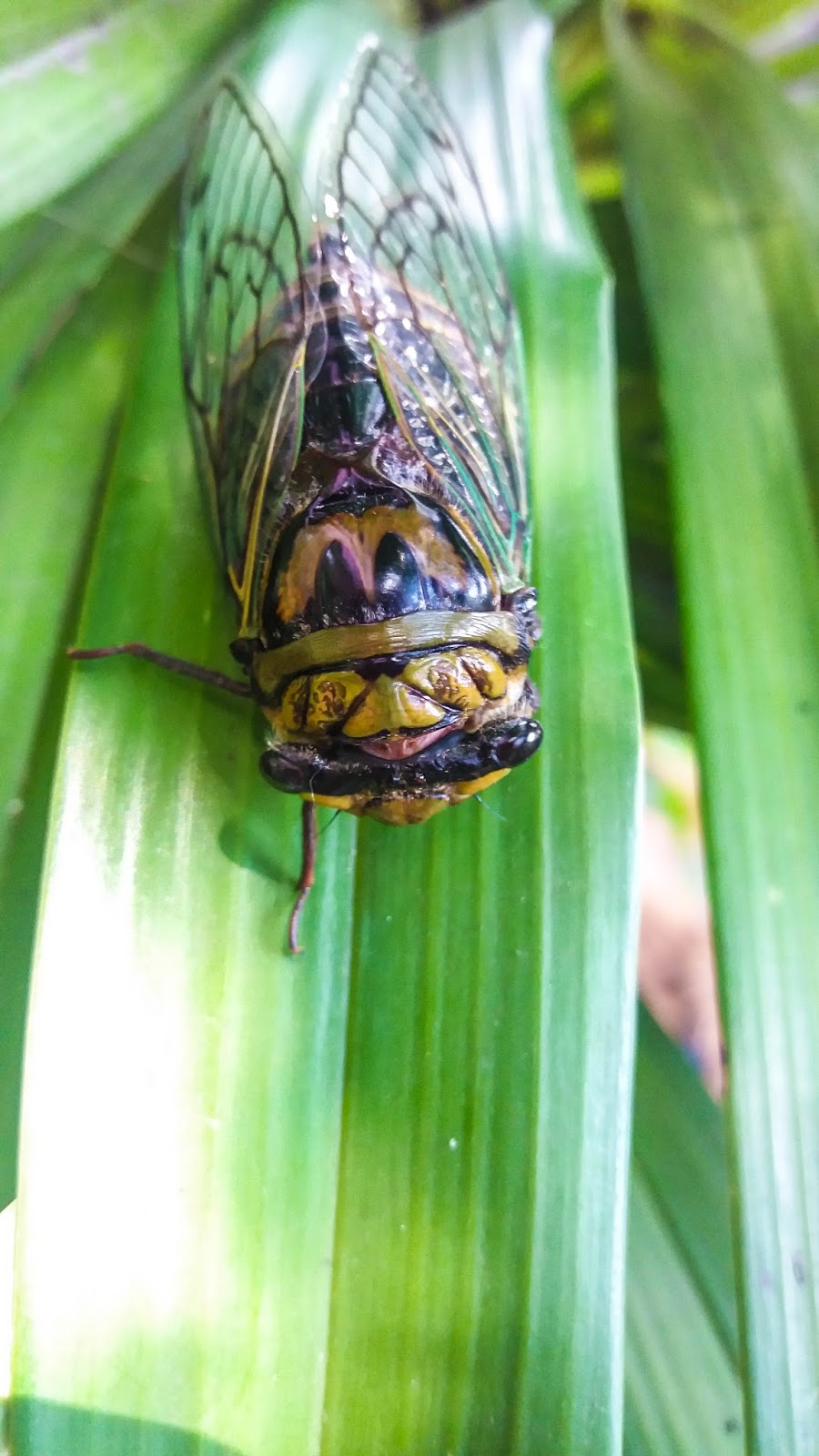 Insecto chicharra wallpapers celular