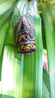 Insecto chicharra wallpapers celular