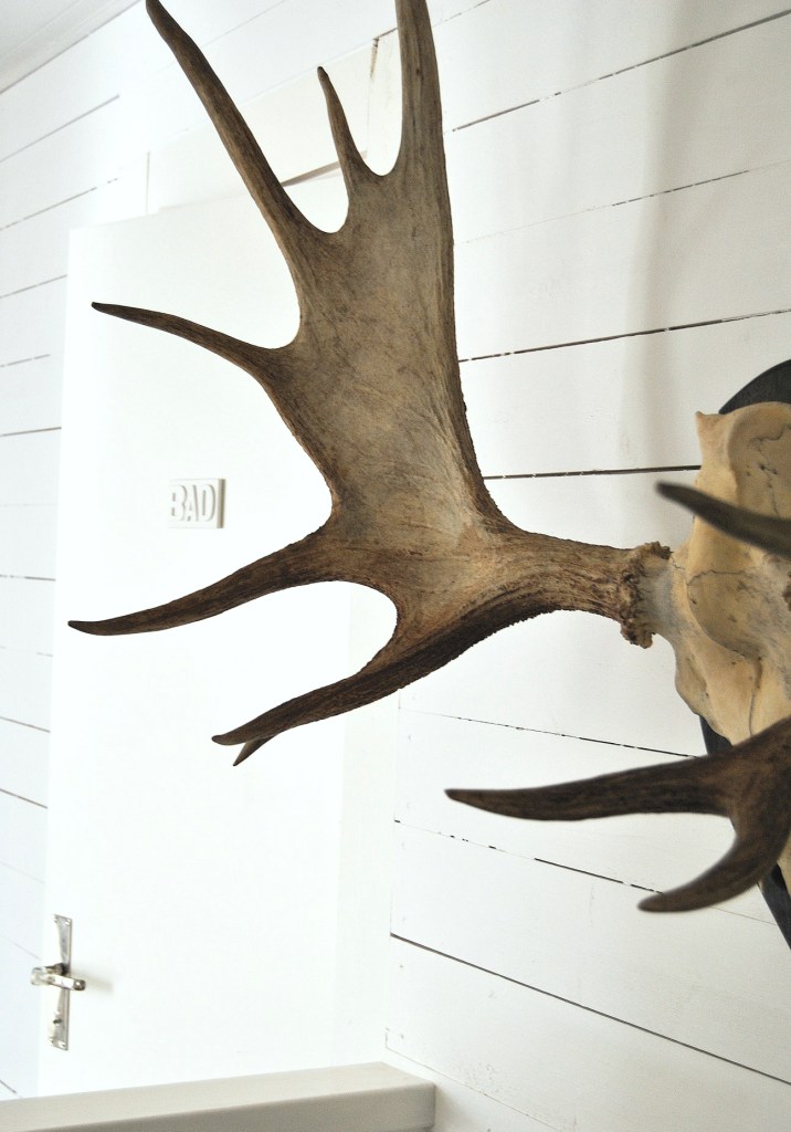 HANNAS: älghorn & renhorn