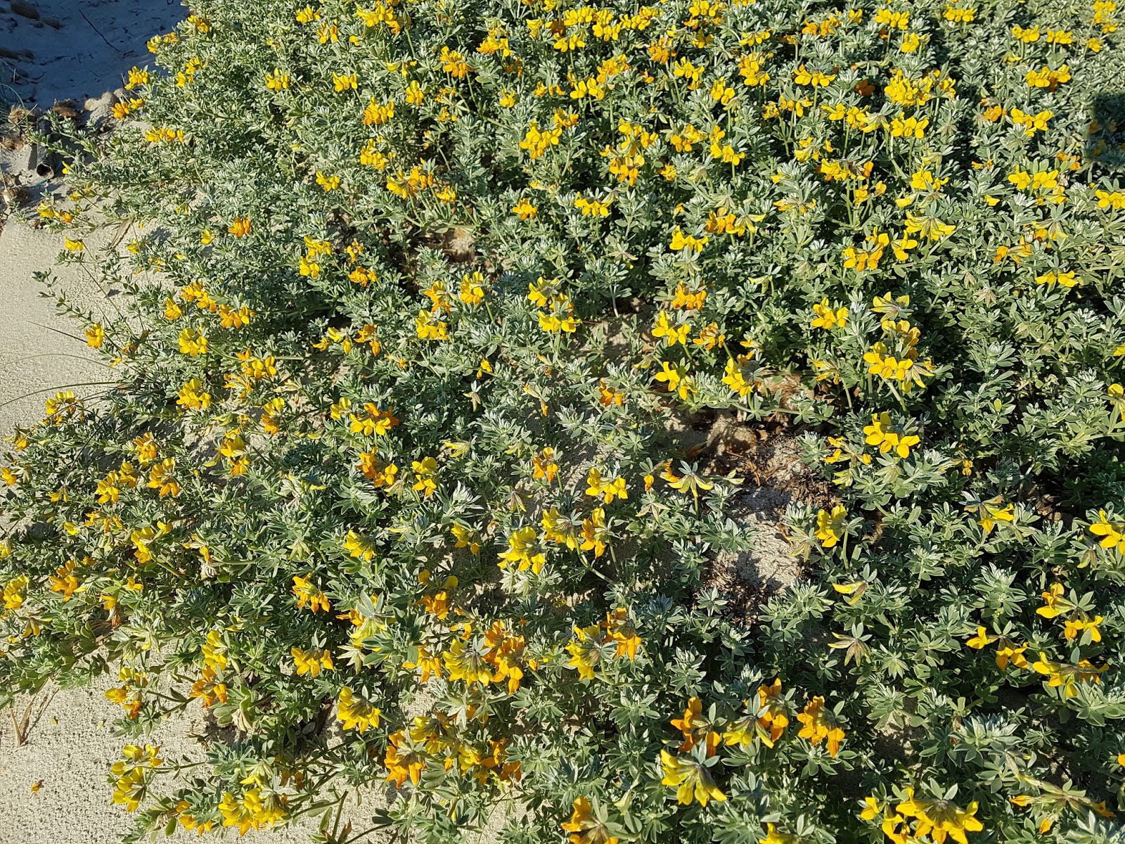 La luna de Ítaca: Cuernecillo de mar, Lotus creticus
