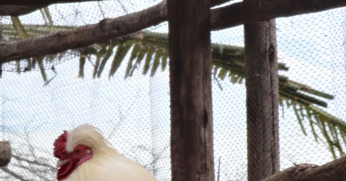 Developments in rural areas across the world: The magic chicken or how ...