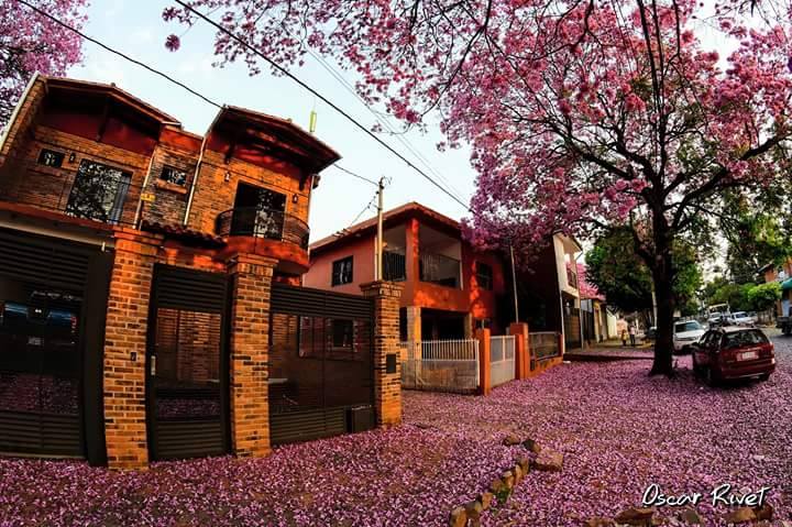 Turisblog | El blog del turismo: El lapacho (Tajy)