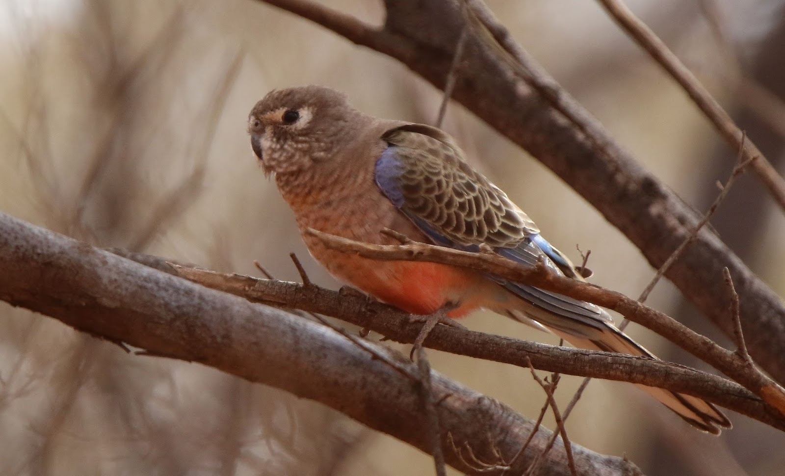 Richard Waring's Birds of Australia: Bourke's Parrots