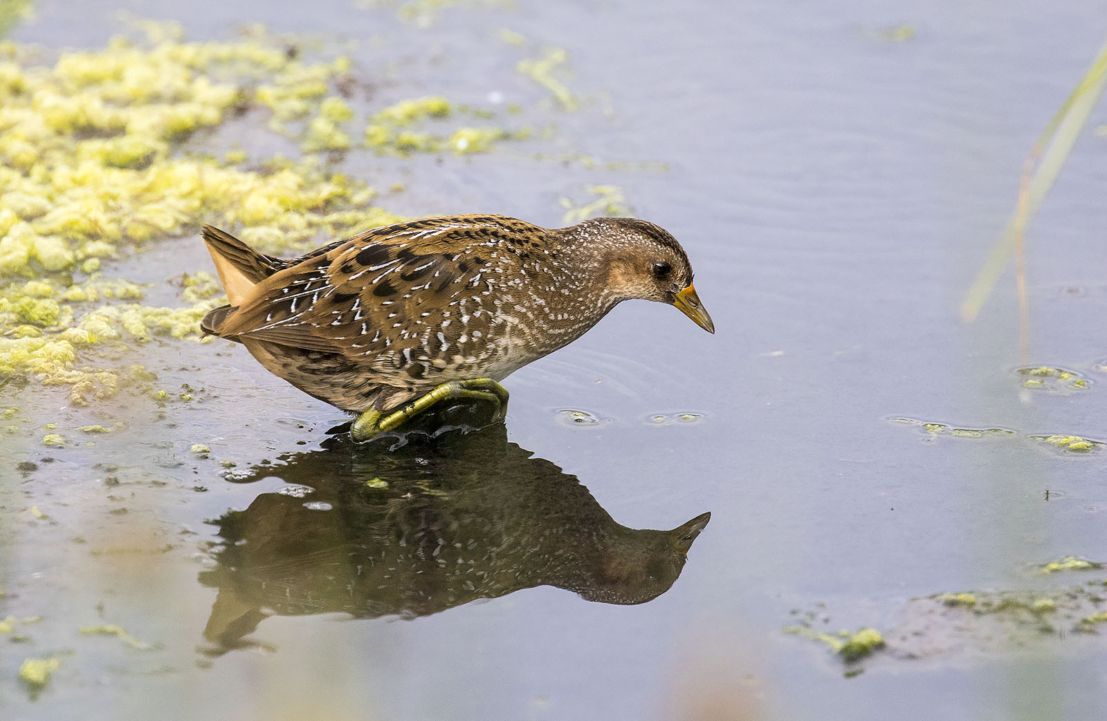 pewit: Spotted Crake Gib Point