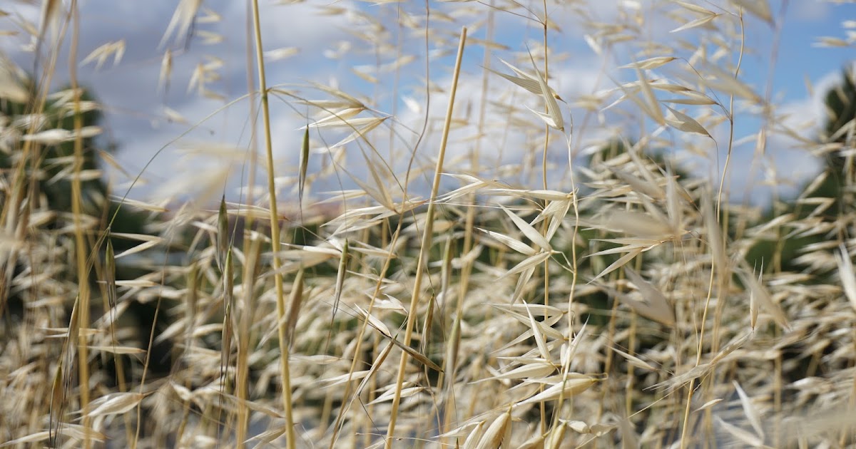 Plantas de Huerta Otea, Salamanca: Avena loca (Avena fatua)