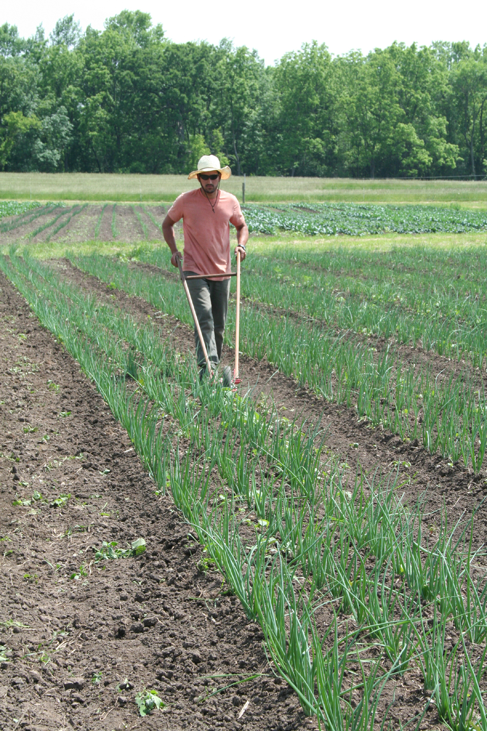 Tempel Farms Organics: CSA Week 2