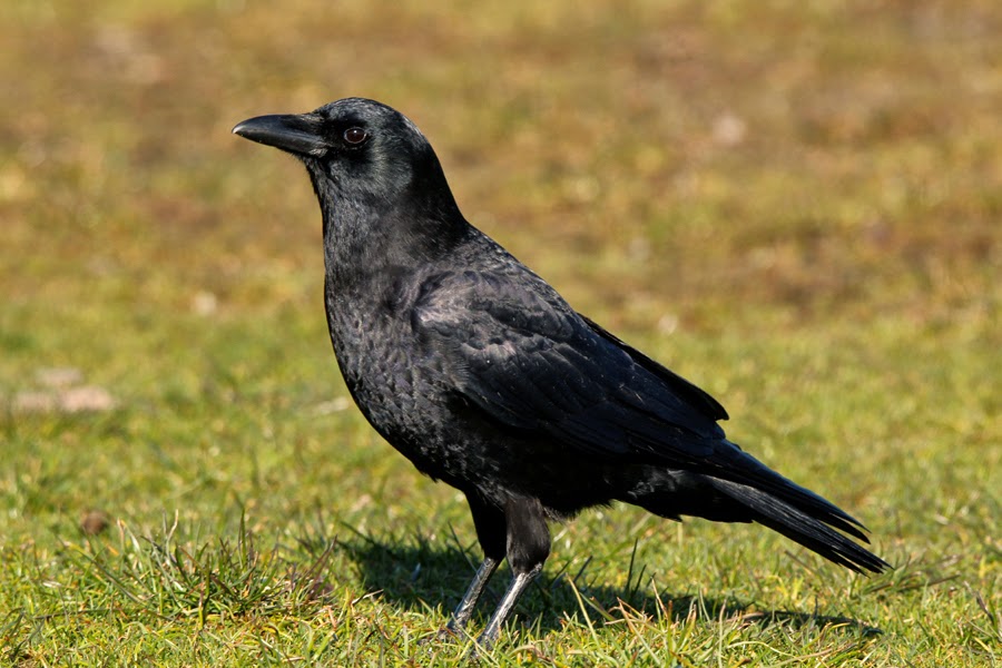 The Naturalest Naturalist: March 2014