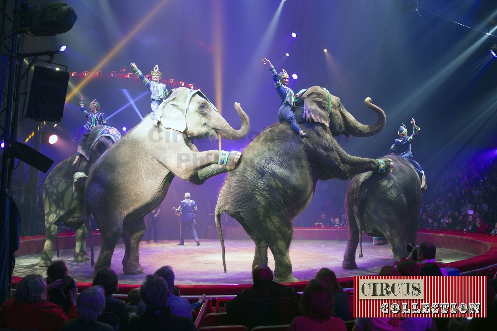 Circus -Collection: Un après midi au cirque Arlette Gruss 2016