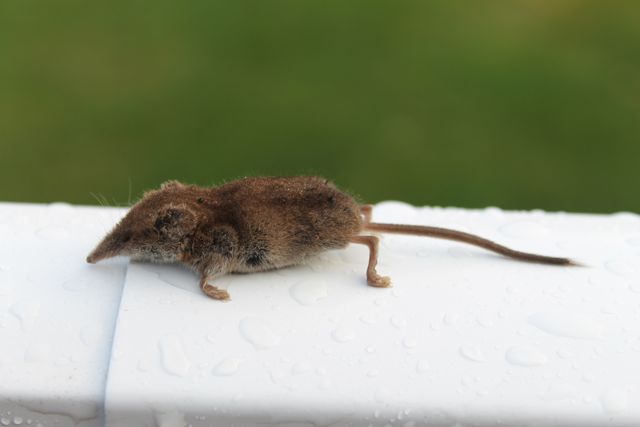 Reflections from Crumbly Acres: How to tenderize a mouse, mole, vole, shrew
