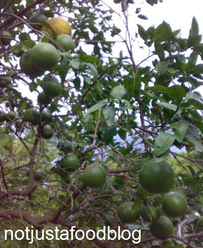 Duncan Grapefruit | Not Just A Food Blog