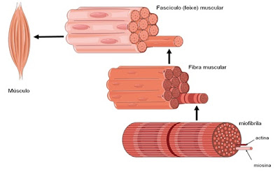 Anatomia: Sistema Muscular