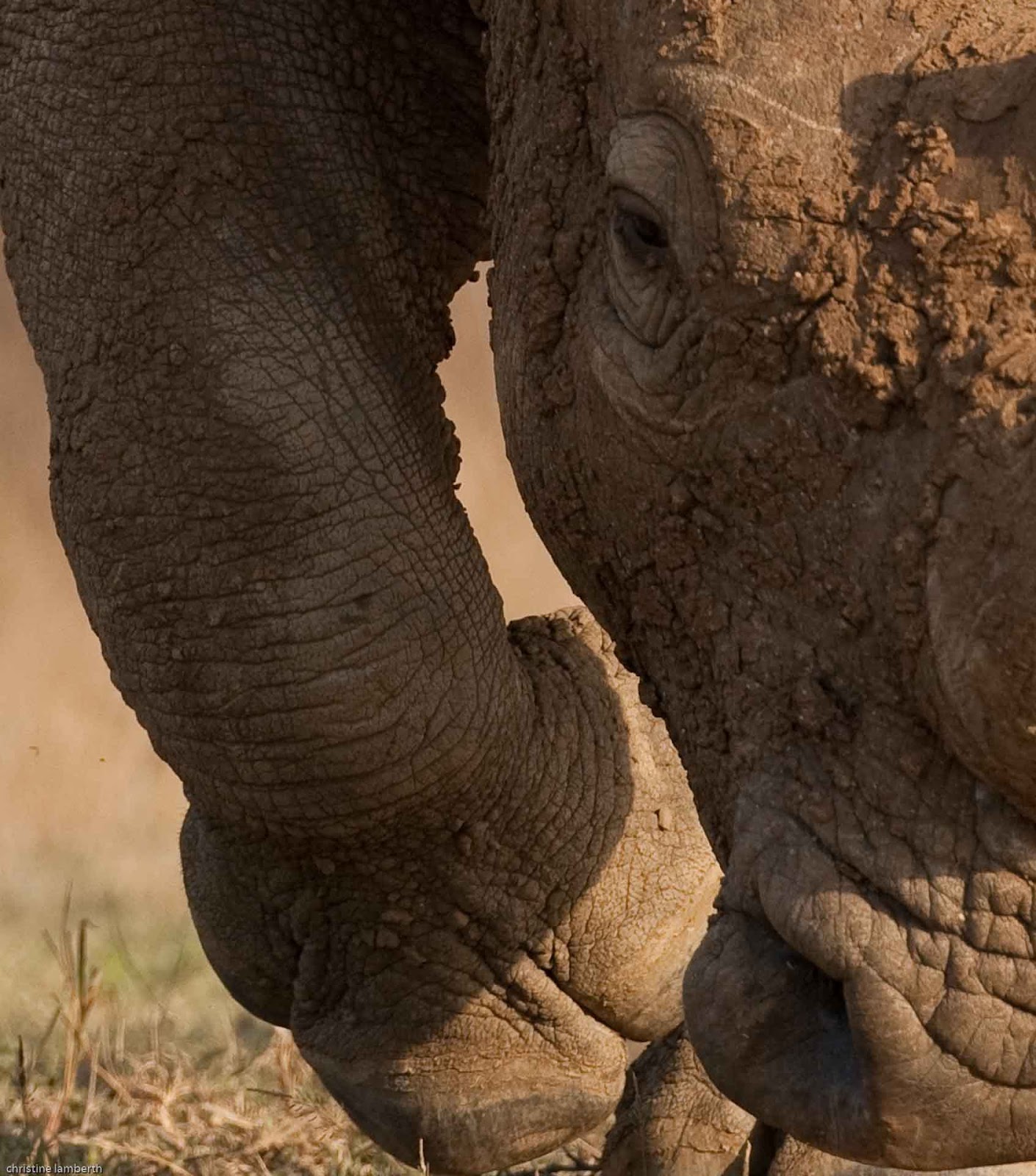 IT’S WORLD RHINO DAY (MONTH)