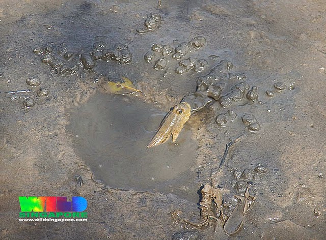 wild shores of singapore: Get your mudskippers identified!