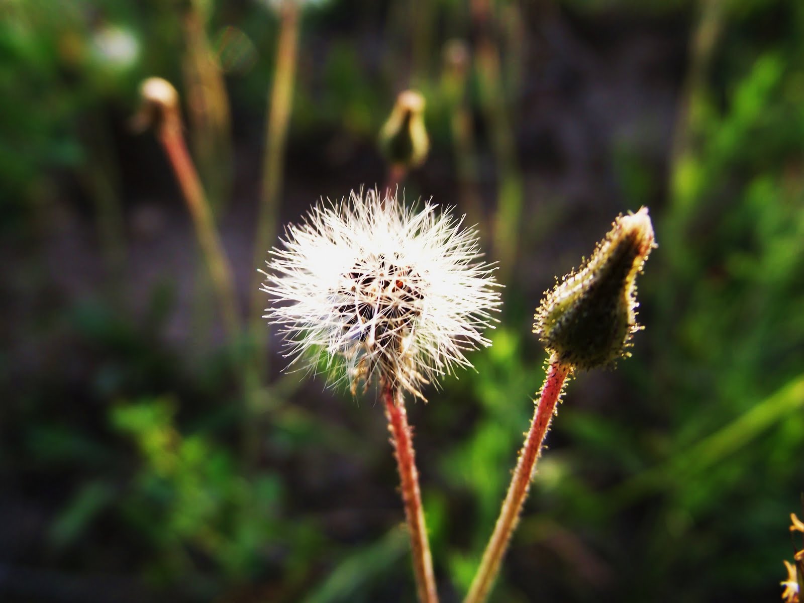 Ambiguous Photography: Nature Walk
