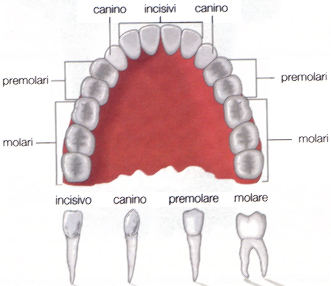 apparato.digerente.2D: 2017