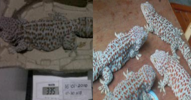 Mengenal Jenis-jenis Tokek dan Harga Jualnya ~ TOKEKPEDIA