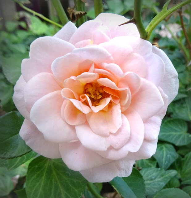 Een roos is een roos is een roos