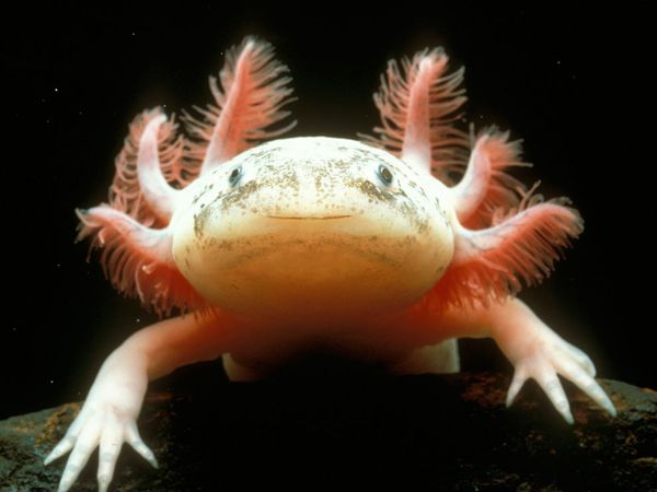 Amazing Mexican Axolotl - Mexican Axolotl Facts, Photos, Information ...