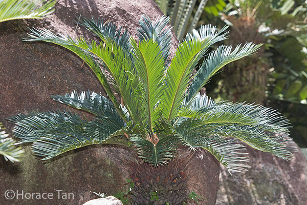 Butterflies of Singapore: Life History of the Cycad Blue