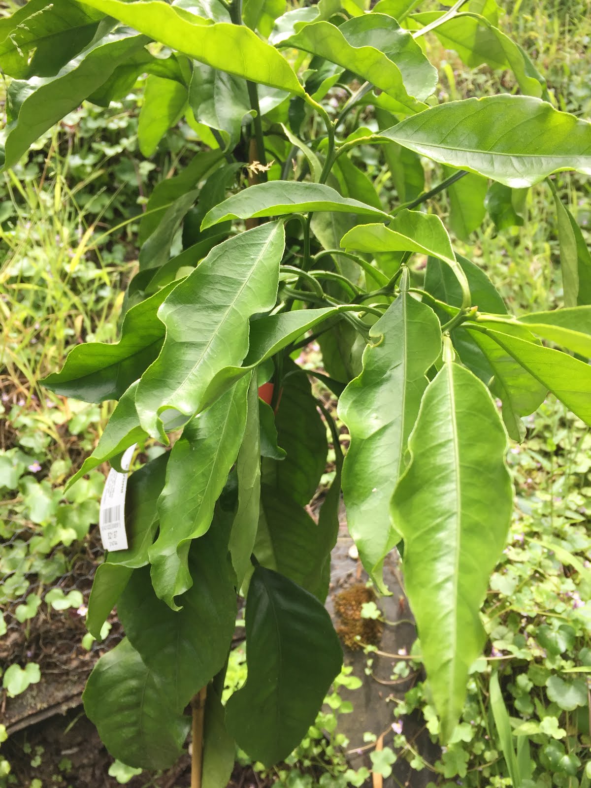 Citrus Enthusiast: New Citrus: Kiyomi Tangor & Okitsu Wase Mandarin