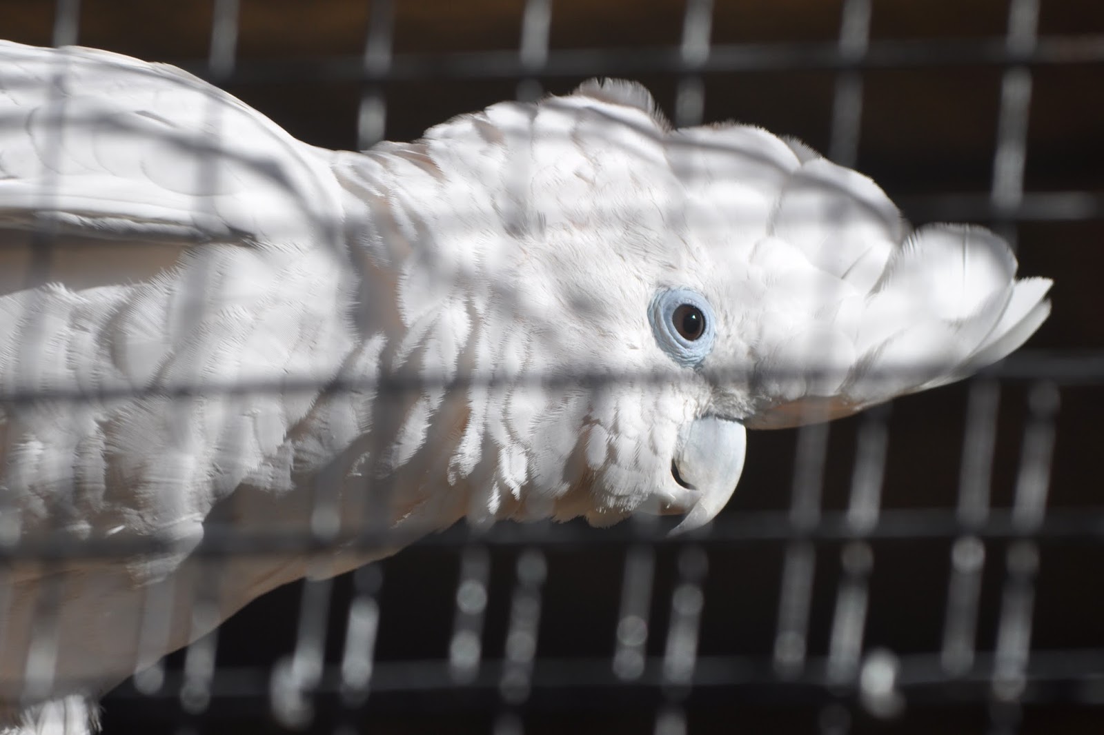 ZOOTOGRAFIANDO (6.057 ANIMALS): CACATÚA DE LAS SALOMÓN / SOLOMONS ...