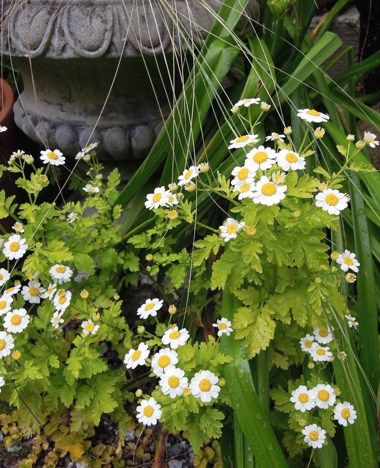Shaw Island Gatehouse: 🌿 Golden Feverfew 🌿 (TANACETUM parthenium 'Aureum' )