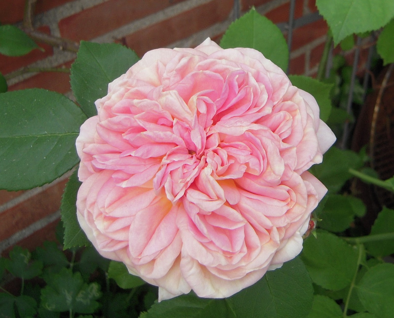 Rosen Eventyret: Alchymist