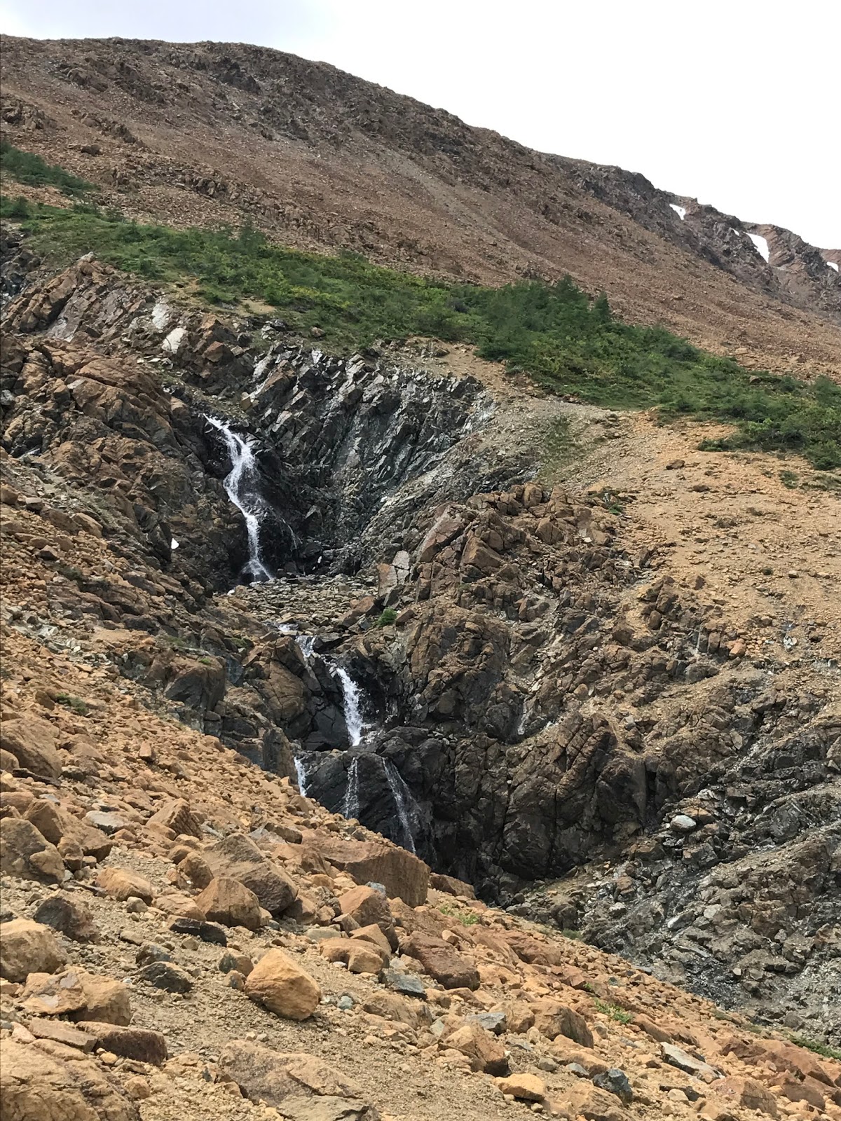 MacGillivray's and Mourning Warblers Blog: 7 July 2017, Tablelands ...