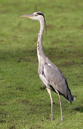 Værksted natur og teknik: Større dyr i min biotop