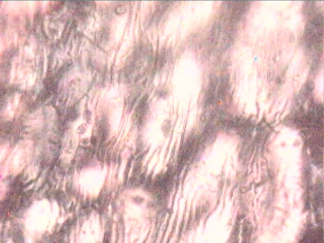 botanica: ORGANELAS CELULARES