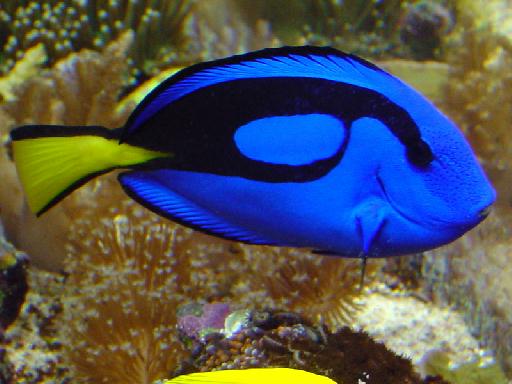 My Amazing Things Blog: Beautiful fishes photos